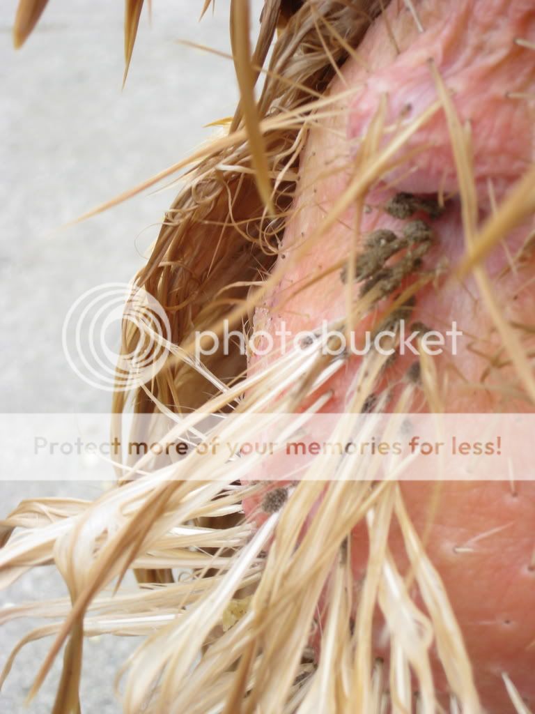 One Hen with Dirty Butt Feathers (Updated with Pics) | BackYard ...