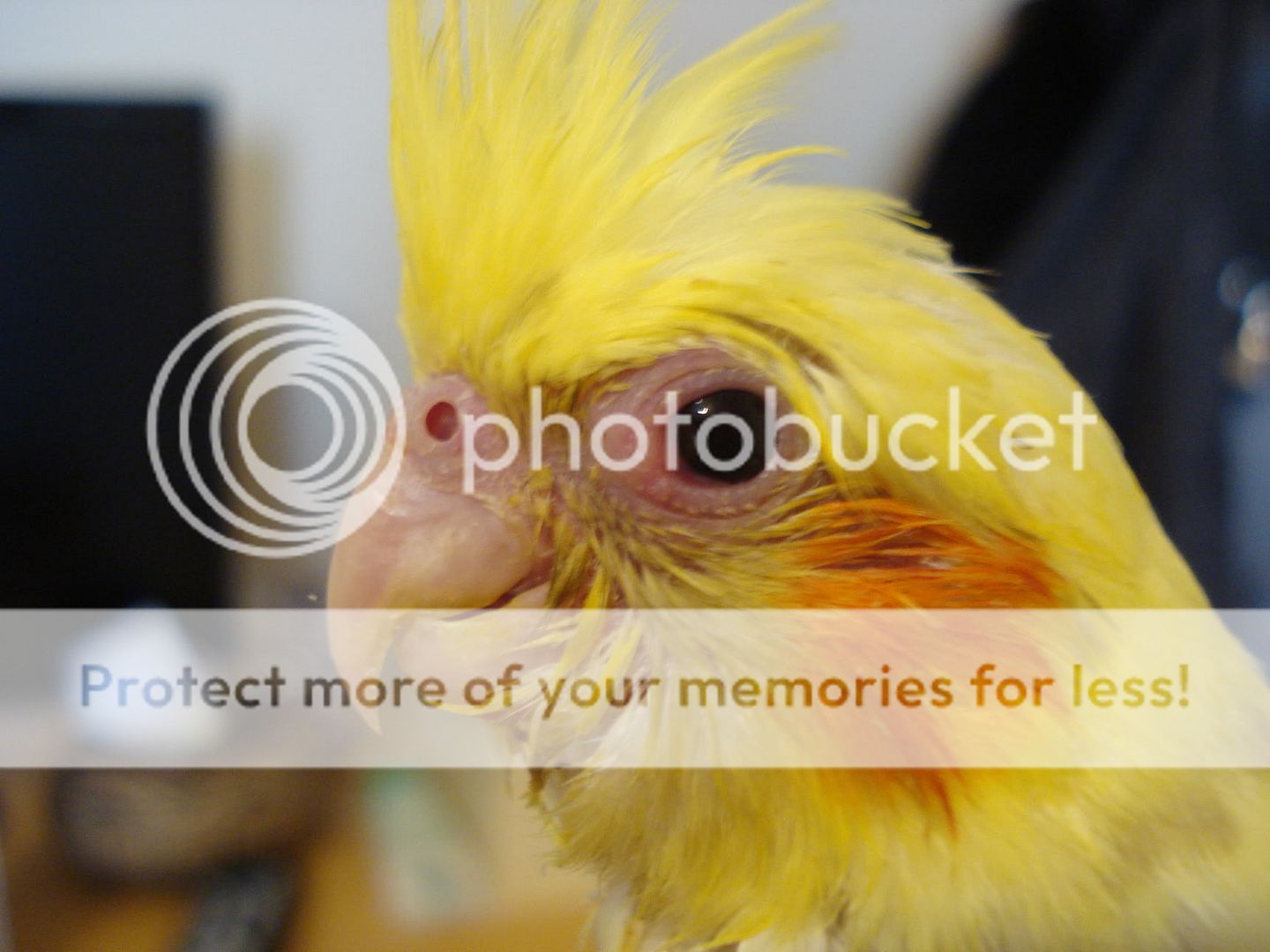 Swelling under eye? | Talk Cockatiels Forum