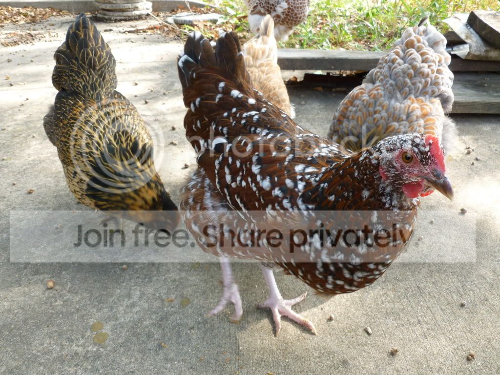 Chicken "in your face" pictures!! | Page 10 | BackYard Chickens - Learn ...
